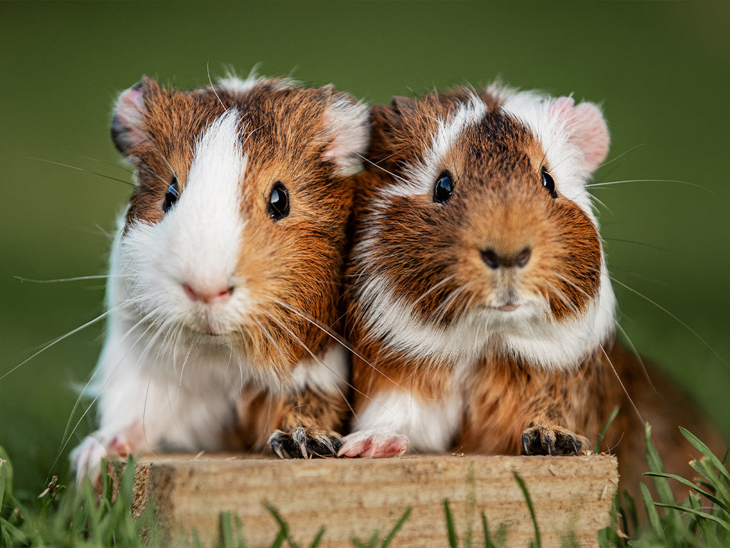 Heatstroke & Flystrike Prevention in Small Animals – Extra Select