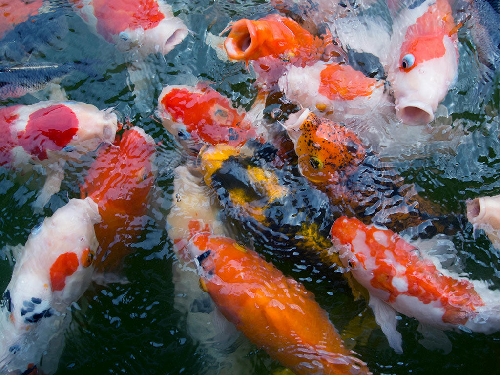 Koi Fish Care 101: Essential Tips for Keeping Your Koi Healthy – Extra ...